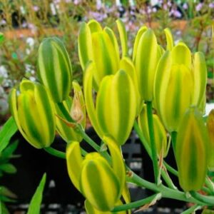 Grass Seeds | Online Seed Store