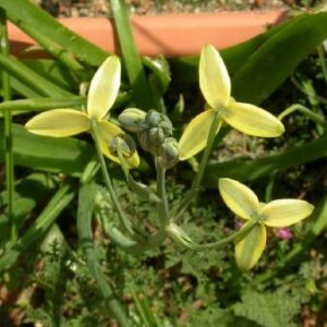 Rosa Pendulina - Alpine Rose, Mountain Rose - 5 Seed Pack | Online Seed ...