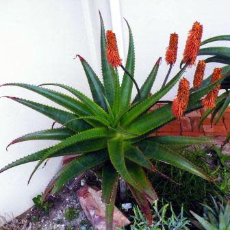 Aloe Rupestris - Bottlebrush Aloe - 5 Seed Pack | Online Seed Store