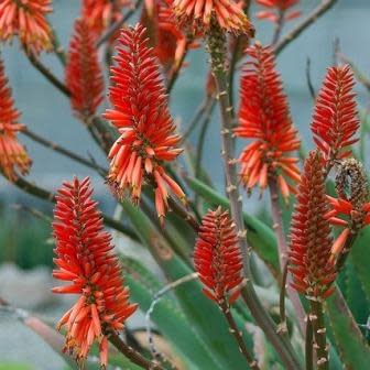 Aloe Rupestris - Bottlebrush Aloe - 5 Seed Pack | Online Seed Store