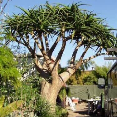 Aloidendron Barberae (Aloe Bainesii, Aloe Barberae) - Tree Aloe - 5 ...
