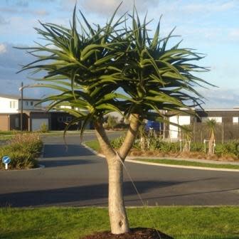 Aloidendron Barberae (Aloe Bainesii, Aloe Barberae) - Tree Aloe - 5 ...