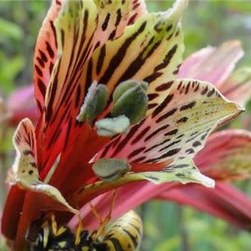 Alstroemeria Psittacina - Inca Lily, Parrot Lily - 10 Seed Pack ...