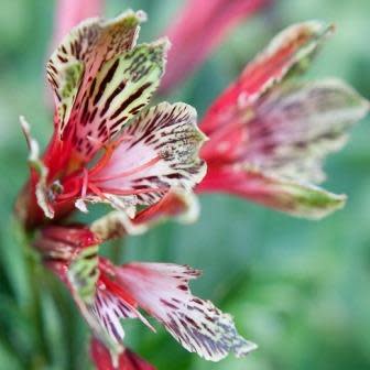 Alstroemeria Psittacina - Inca Lily, Parrot Lily - 10 Seed Pack ...