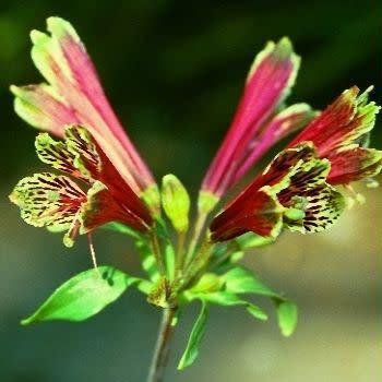 Alstroemeria Psittacina - Inca Lily, Parrot Lily - 10 Seed Pack ...