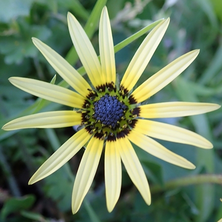 Arctotheca Calendula (Arctotis Calendula) - Cape Dandelion; Kaapse ...