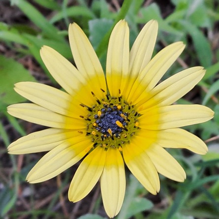Arctotheca Calendula (Arctotis Calendula) - Cape Dandelion; Kaapse ...