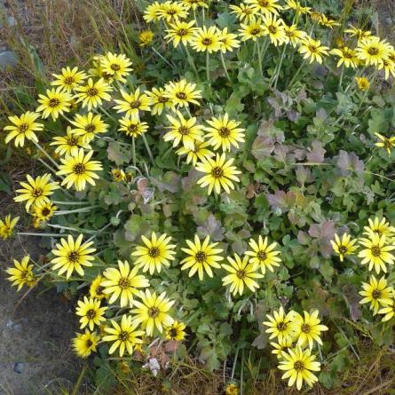 Arctotheca Calendula (Arctotis Calendula) - Cape Dandelion; Kaapse ...