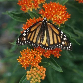 Asclepias Tuberosa - Butterfly Weed - 10 Seed Pack | Online Seed Store