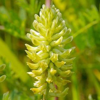 Astragalus Canadensis - Canadian Milk Vetch, Rattle Vetch, Little ...