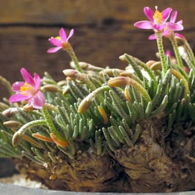 Avonia Alstonii - 5 Seed Pack | Online Seed Store