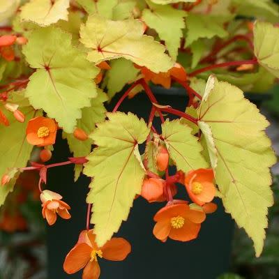 Begonia Sutherlandii - Wild Begonia - 5 Seed Pack | Online Seed Store