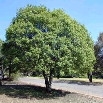 Berchemia Zeyheri - Pink Ivory, Red Ivory - 10 Seed Pack | Online Seed ...