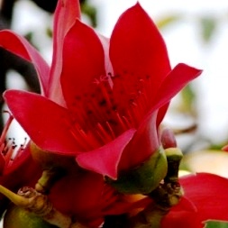 Bombax Ceiba - Red Cotton Tree, Silk Cotton Tree, Indian Kapok, Simal ...