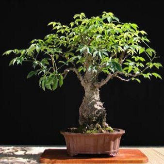 Bombax Ceiba - Red Cotton Tree, Silk Cotton Tree, Indian Kapok, Simal ...