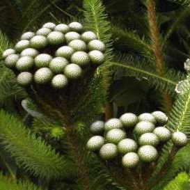 Brunia Albiflora - Spray Brunia, Coffee-Scented Brunia; Fonteinbossie ...