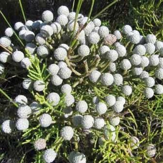 Brunia Noduliflora - Fonteinbos, Stompies, Volstruisies - 10 Seed Pack ...