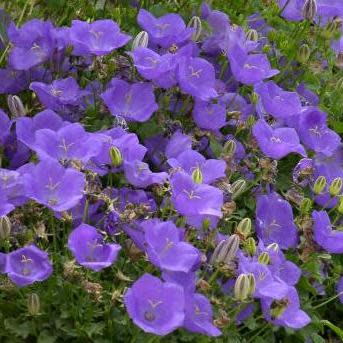 Campanula Carpatica - Carpathian Bellflower - 20 Seed Pack | Online ...