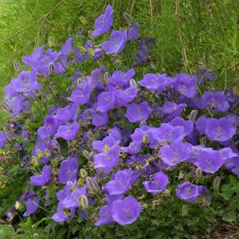 Campanula Carpatica - Carpathian Bellflower - 20 Seed Pack | Online ...
