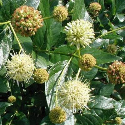 Cephalanthus Natalensis - Strawberry Bush, Tree-strawberry, Quinine ...