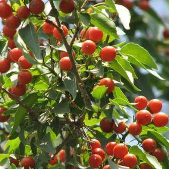 Cordia Afra - Septee Saucer-Berry - 5 Seed Pack | Online Seed Store