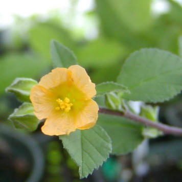 Sida Cordifolia - Bala, Country Mallow, Heart-Leaf Sida, Flannel Weed ...