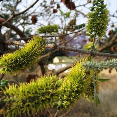 Combretum Zeyheri - Noise Leaf, Large-Fruited Bushwillow - 5 Seed Pack ...