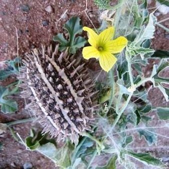 Cucumis Africanus - Wilde Agurkie, Doringkomkommertjie; Wild Cucumber ...