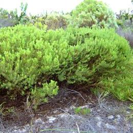 Cyclopia Genistoides - Honeybush Tea - 5 Seed Pack | Online Seed Store