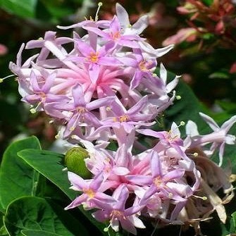 Dais Cotinifolia - Pompon Tree - 5 Seed Pack | Online Seed Store