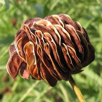 Desmanthus Illinoensis - Illinois Bundleflower, Prairie Mimosa, Spider ...