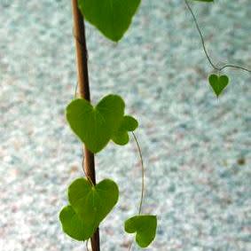 Dioscorea Hemicrypta - 5 Seed Pack | Online Seed Store