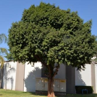 Ekebergia Capensis - Cape Ash, Dogplum; Essenhout - 5 Seed Pack ...