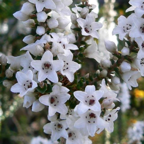Epacris Microphylla - Coast Coral Heath - 10 Seed Pack | Online Seed Store