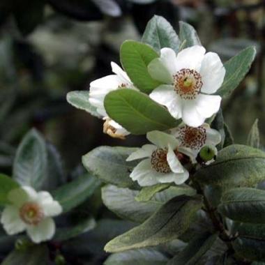 Eucryphia Cordifolia - Ulmo - 5 Seed Pack | Online Seed Store