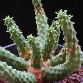 Euphorbia Esculenta - True Vingerpol - 3 Seed Pack | Online Seed Store