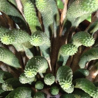 Euphorbia Esculenta - True Vingerpol - 3 Seed Pack | Online Seed Store