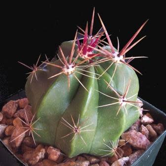 Ferocactus Robustus - Clump Barrel Cactus - 10 Seed Pack | Online Seed ...