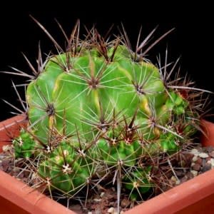 Ferocactus Robustus - Clump Barrel Cactus - 10 Seed Pack | Online Seed ...