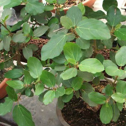 Ficus Sycomorus - Sycamore Fig - 5 Seed Pack | Online Seed Store