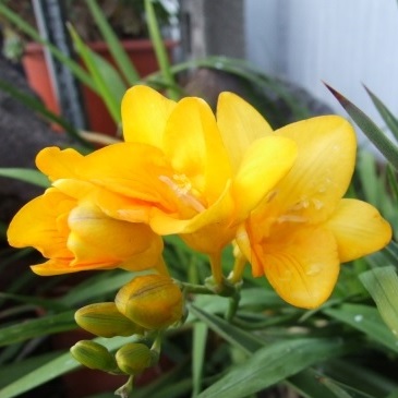 Freesia Speciosa - 3 Seed Pack | Online Seed Store