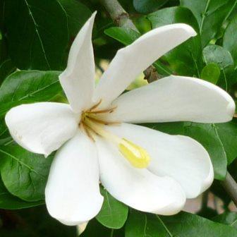 Gardenia Cornuta - Natal Gardenia, Horned Gardenia; Wilde-appel ...