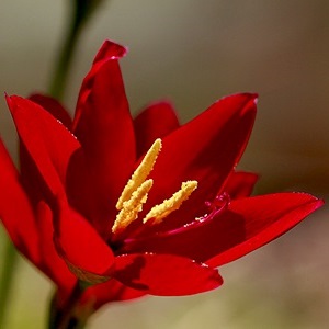 Geissorhiza Inflexa - 5 Seed Pack | Online Seed Store