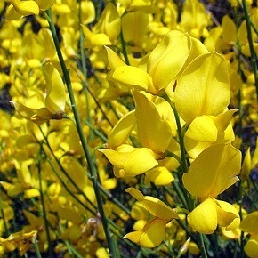 Genista Aetnensis - Mount Etna Broom - 10 Seed Pack | Online Seed Store