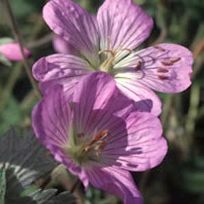 Geranium Pulchrum - 5 Seed Pack | Online Seed Store