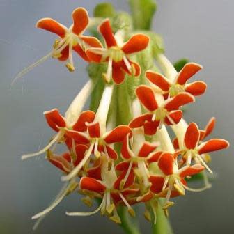 Glumicalyx Flanaganii - Flanagan's Gooseneck Flower - 5 Seed Pack ...