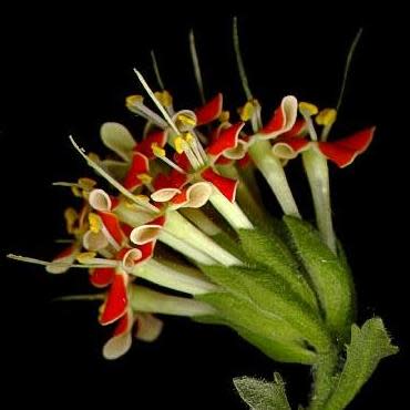 Glumicalyx Flanaganii - Flanagan's Gooseneck Flower - 5 Seed Pack ...