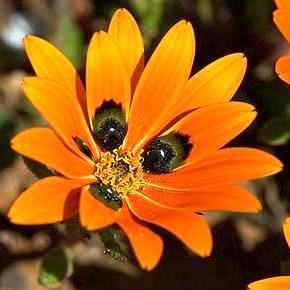 Gorteria Diffusa - Beetle Daisy - 5 Seed Pack | Online Seed Store