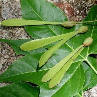 Gyrocarpus Americanus - Propeller Tree, Helicopter Tree; Helikopterboom ...