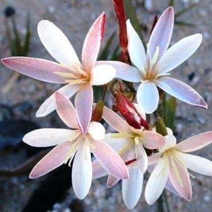 Hesperantha Falcata - 10 Seed Pack | Online Seed Store